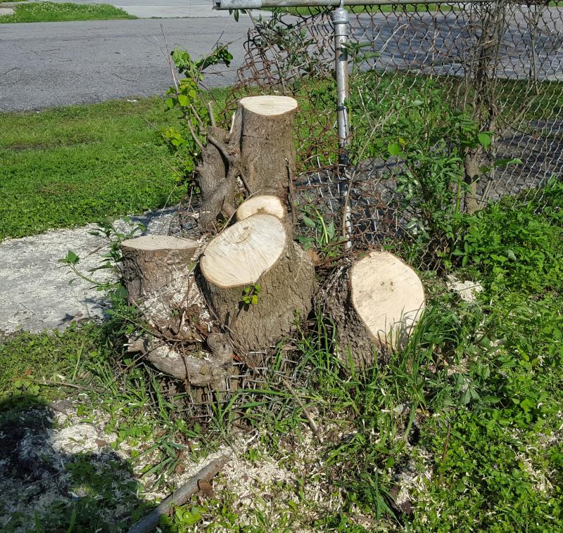 Hank's Stump Grinding, LLC - Before and After Photos